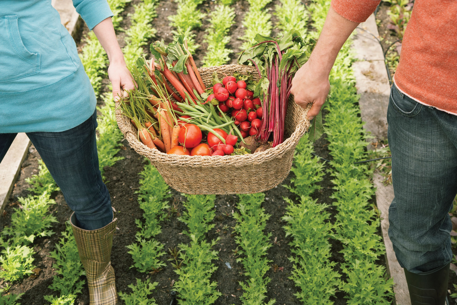 Small Garden, Big Harvest - Grit